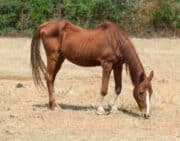 11 Symptoms of DSLD In Horses