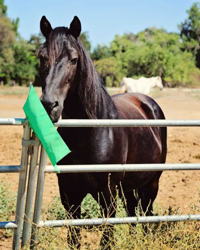 7 Proven Methods to Teach Your Horse to Stand Still