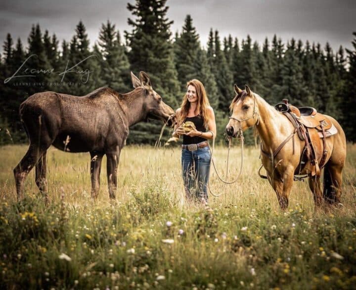 11 Photos of Moose vs. Horses (Size Comparison)
