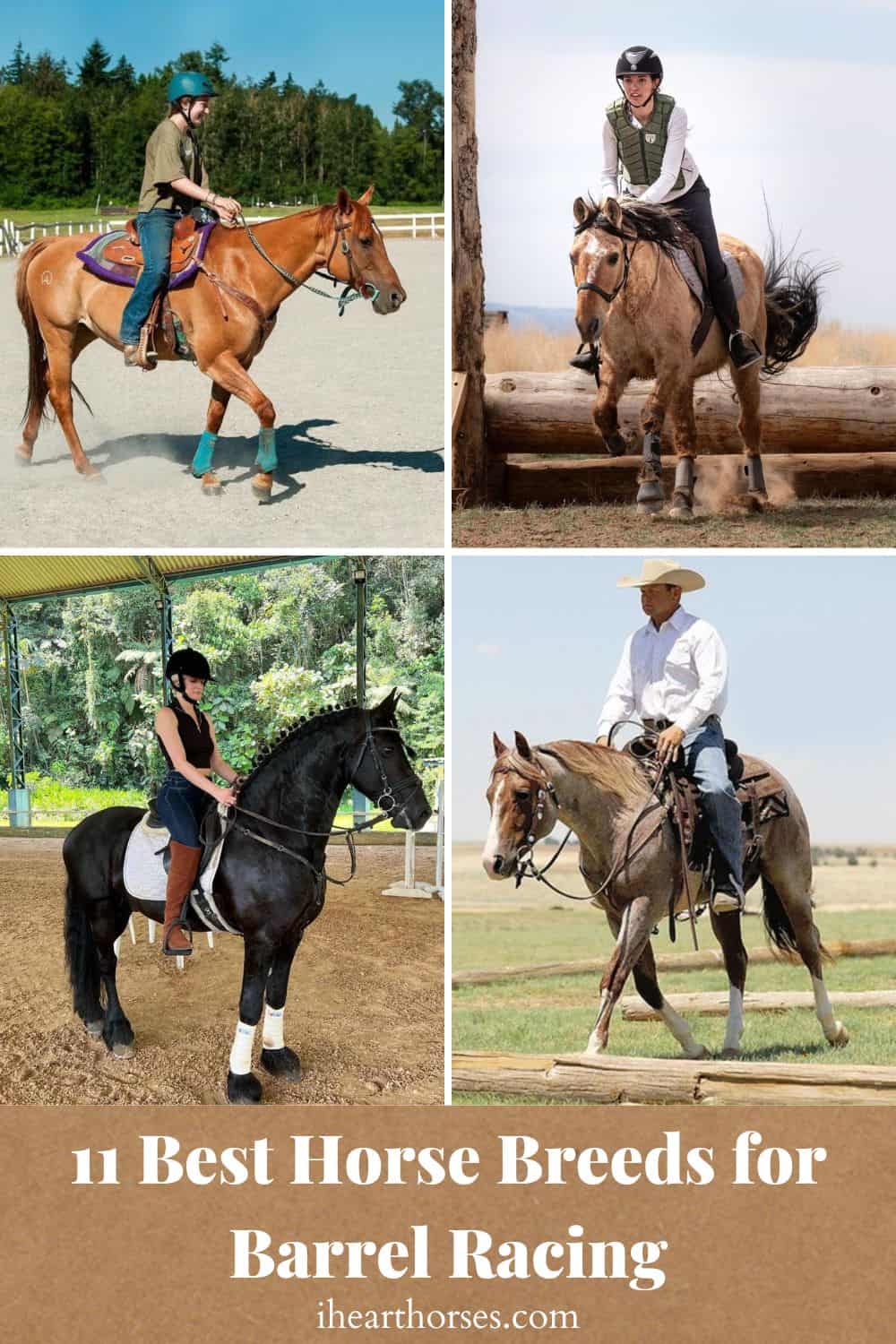 11 Best Horse Breeds for Barrel Racing