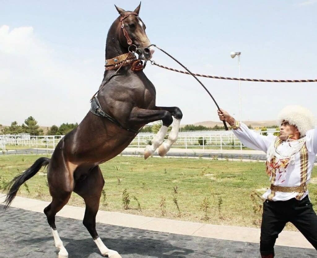 11 Rare Photos of Hairless Horses (Cute-Alert)