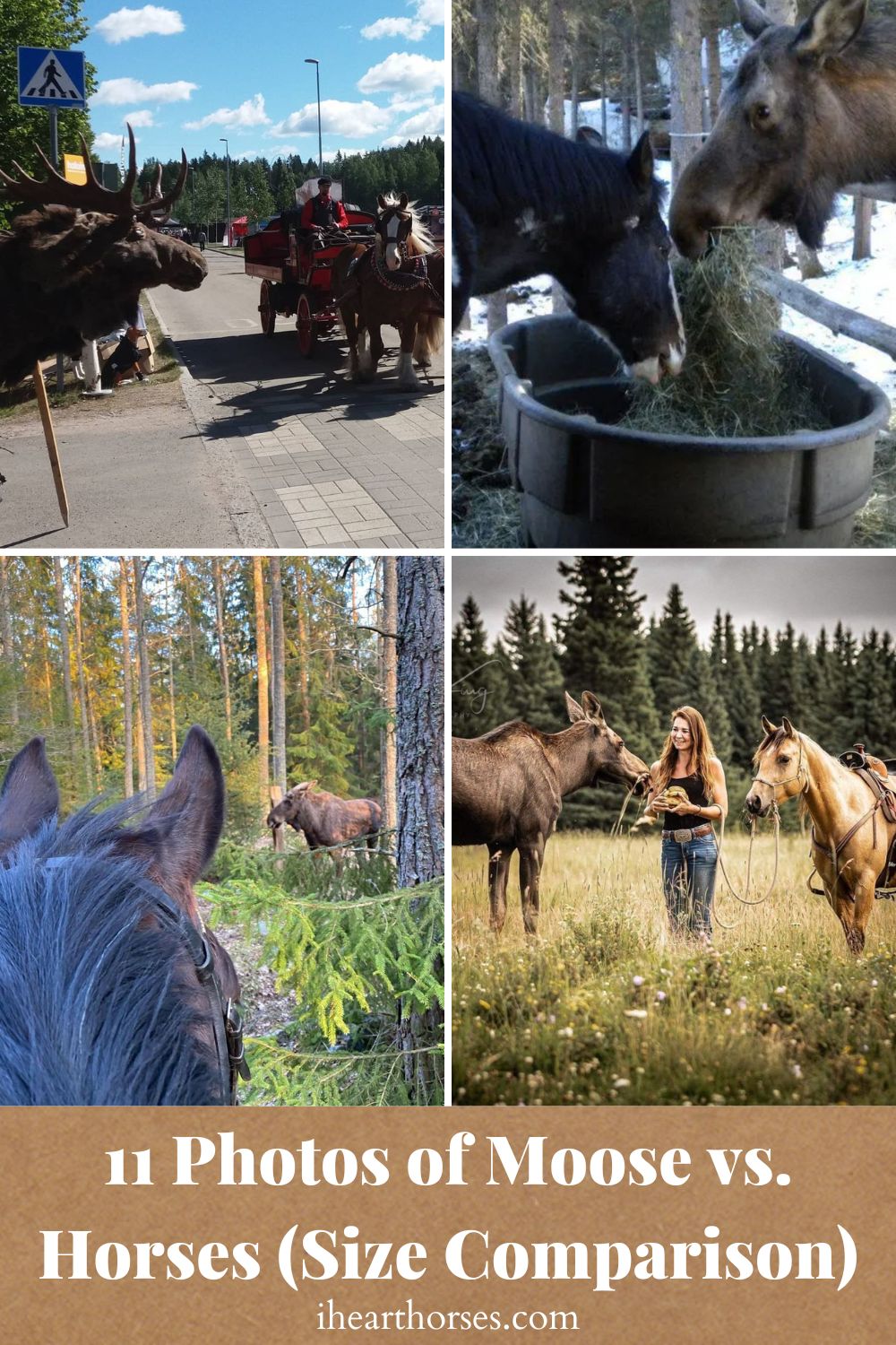 11 Photos of Moose vs. Horses (Size Comparison)