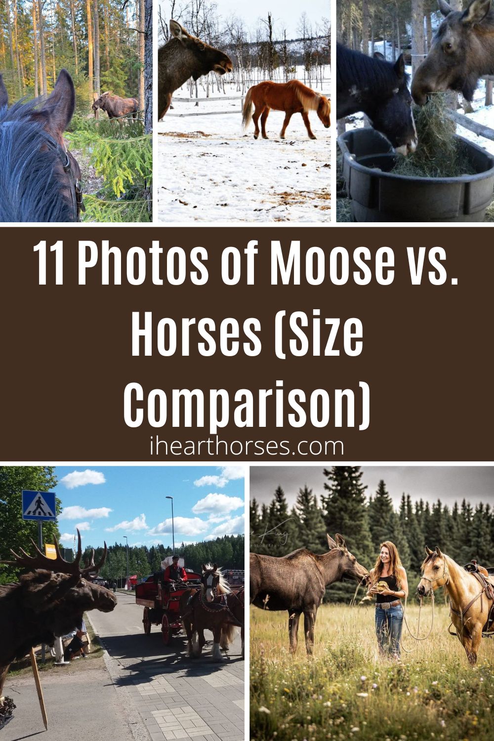11 Photos of Moose vs. Horses (Size Comparison)