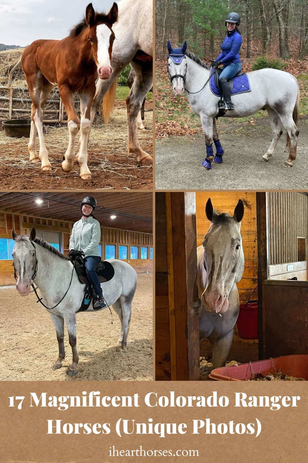 17 Magnificent Colorado Ranger Horses (Unique Photos)