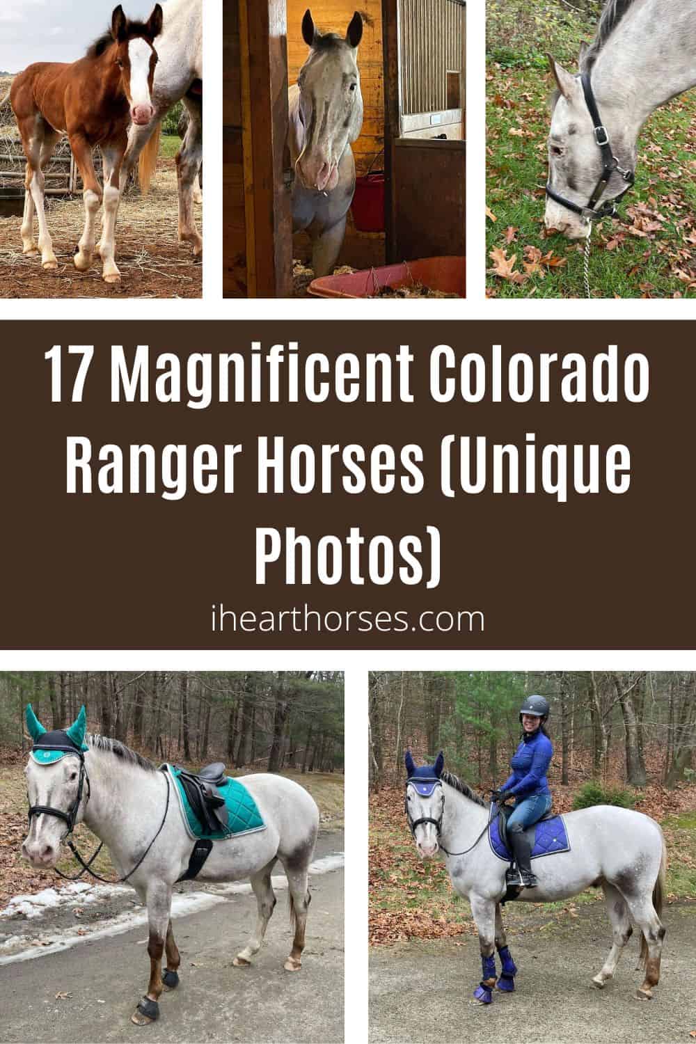 17 Magnificent Colorado Ranger Horses (Unique Photos)