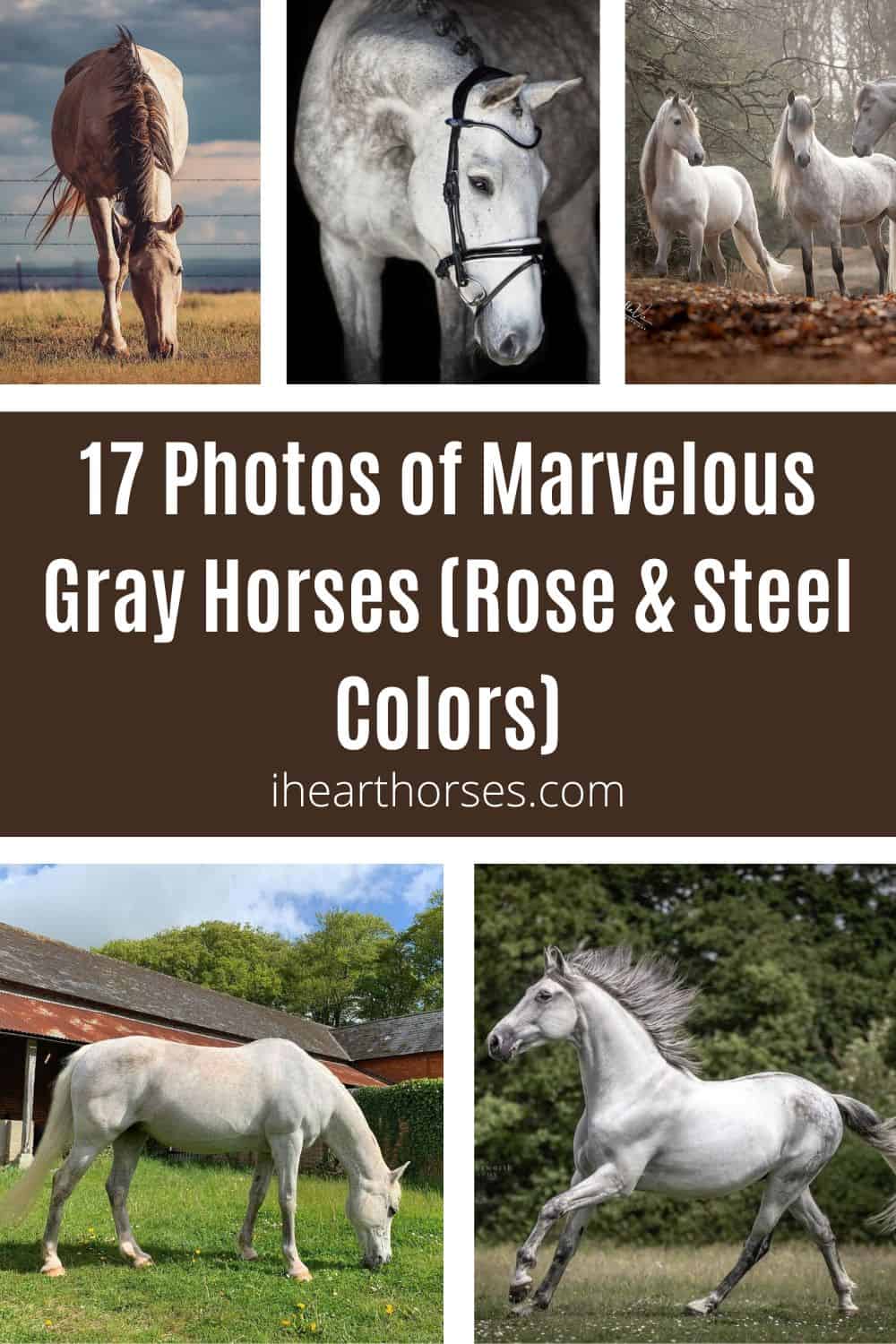 17 Photos of Marvelous Gray Horses (Rose & Steel Colors)