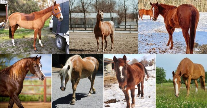 21 Magnificent Chestnut Horses (Unique Colors)