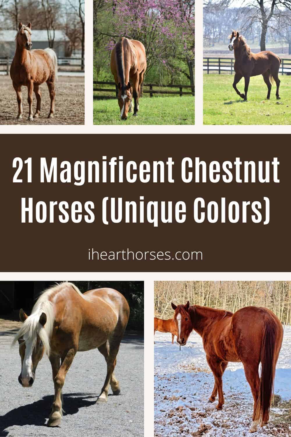 21 Magnificent Chestnut Horses (Unique Colors)