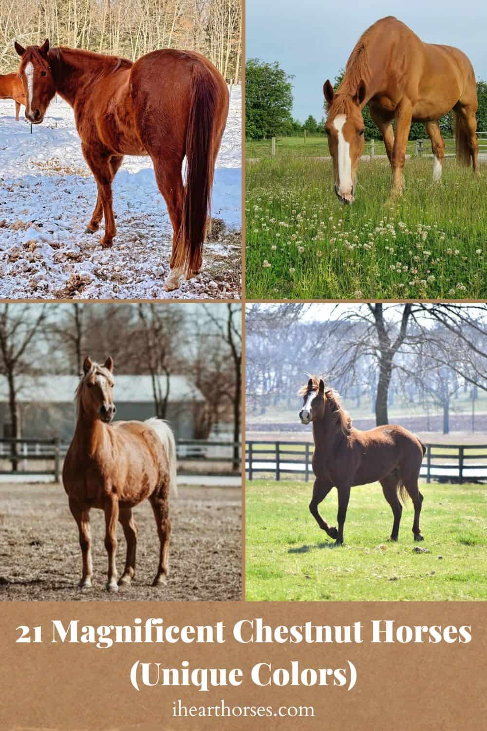 21 Magnificent Chestnut Horses (Unique Colors)