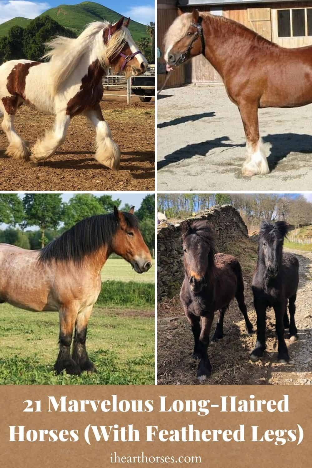 21 Marvelous Long-Haired Horses (With Feathered Legs)