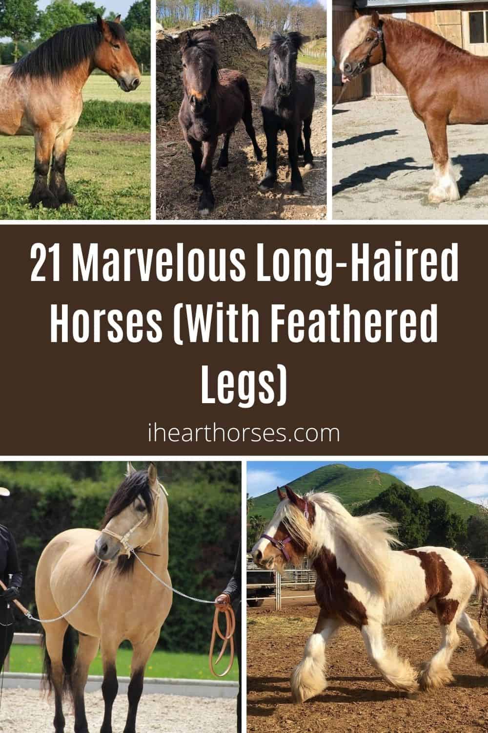 21 Marvelous Long-Haired Horses (With Feathered Legs)