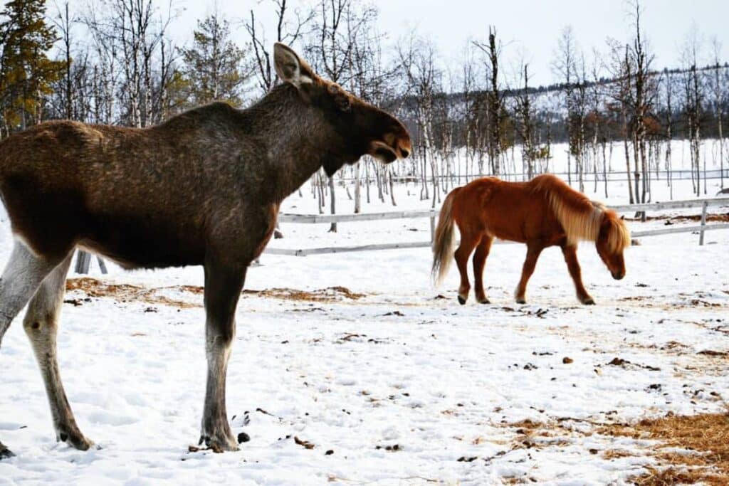 11 Photos of Moose vs. Horses (Size Comparison)