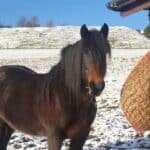 21 Marvelous Long-Haired Horses (With Feathered Legs)