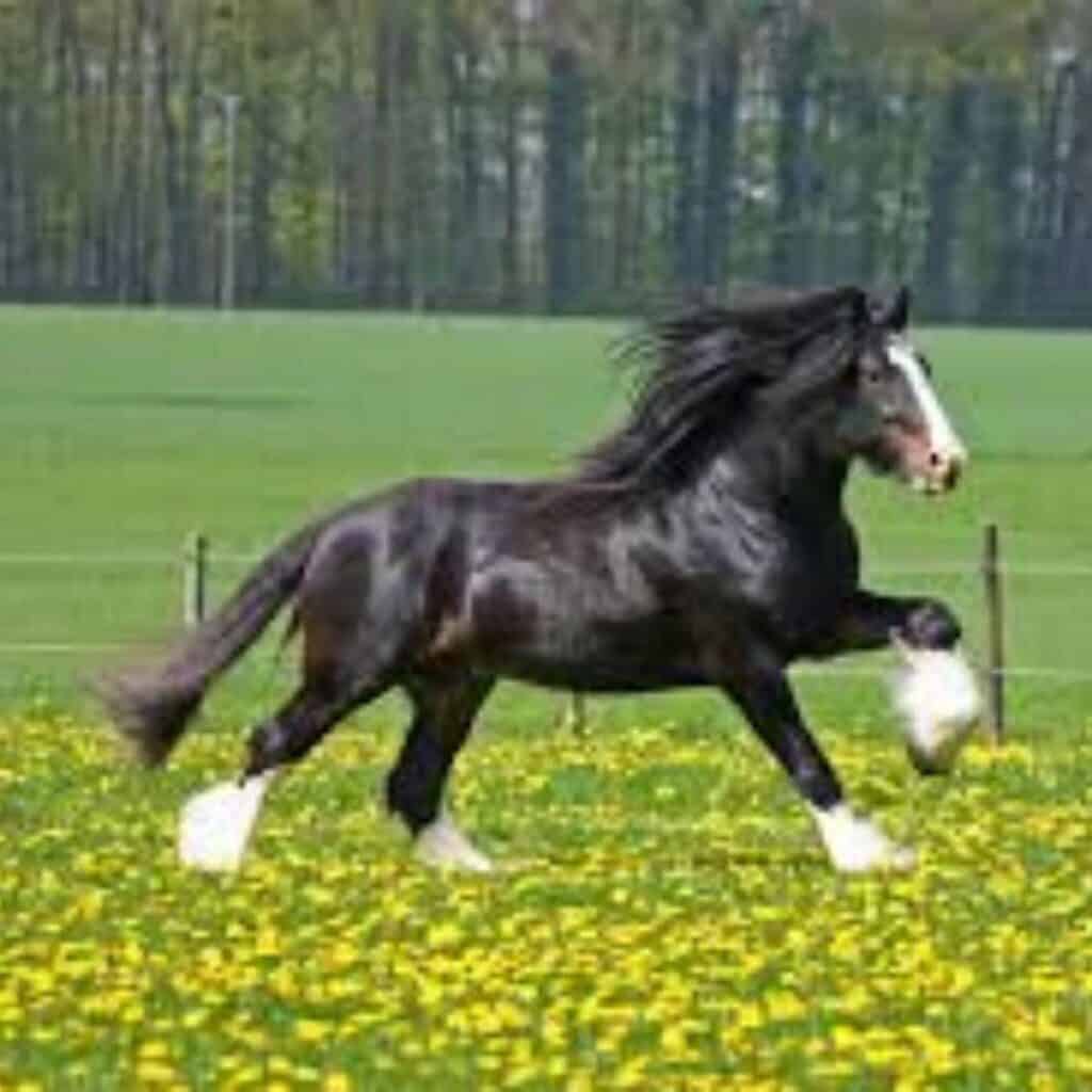 21 Marvelous Long-Haired Horses (With Feathered Legs)