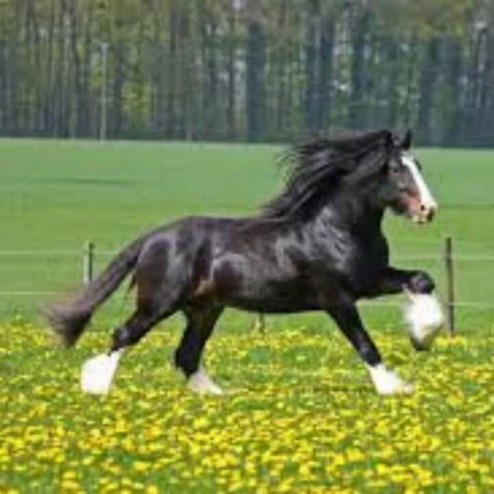 21 Marvelous Long-Haired Horses (With Feathered Legs)