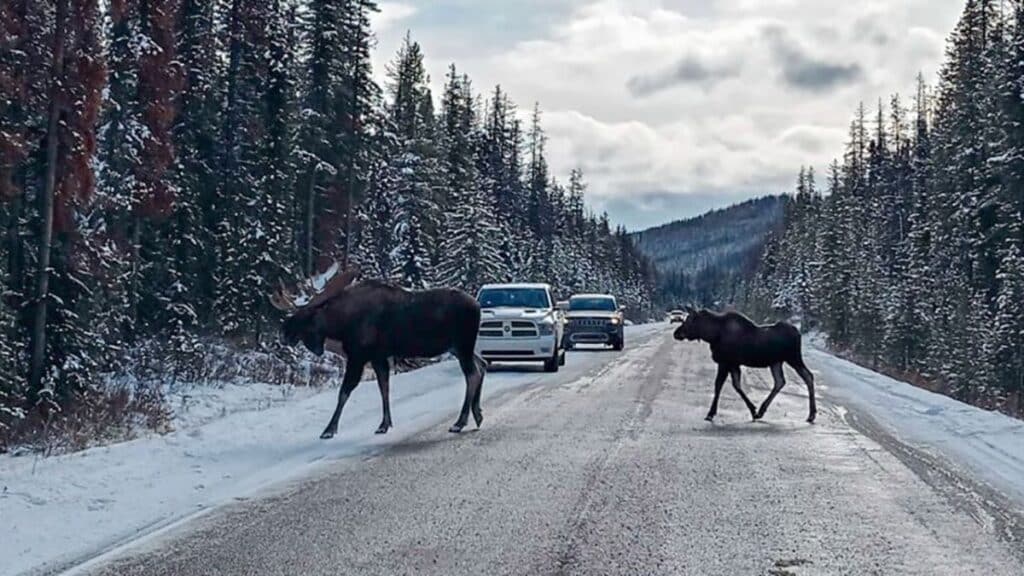 11 Photos of Moose vs. Horses (Size Comparison)