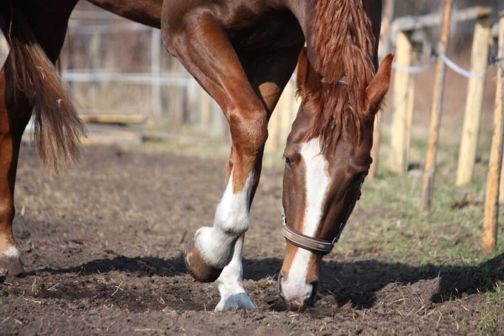 11 Symptoms of DSLD In Horses
