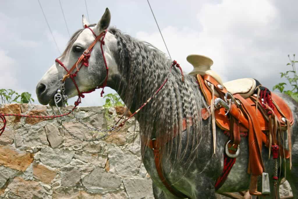 Azteca Horses: Everything You Need to Know (with Images)