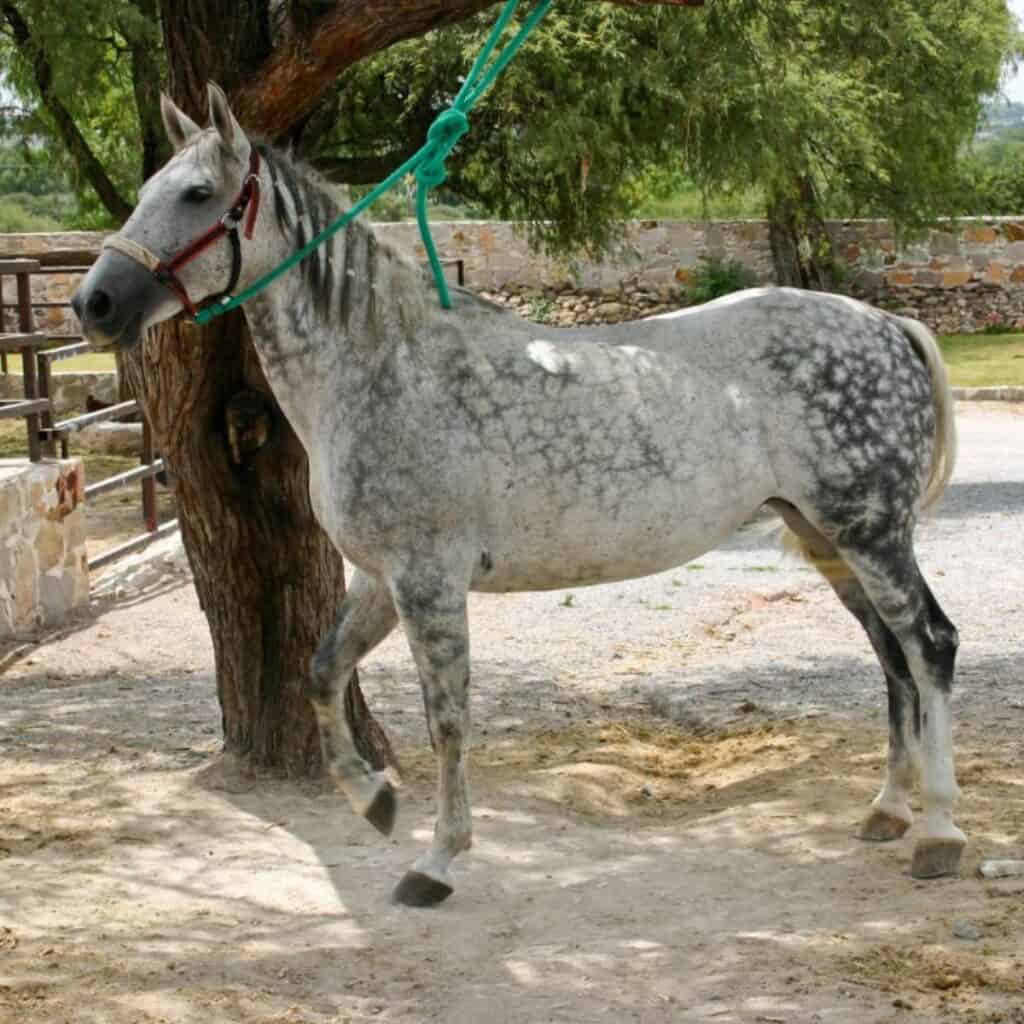 5 Of The Rarest Horse Breeds In The World