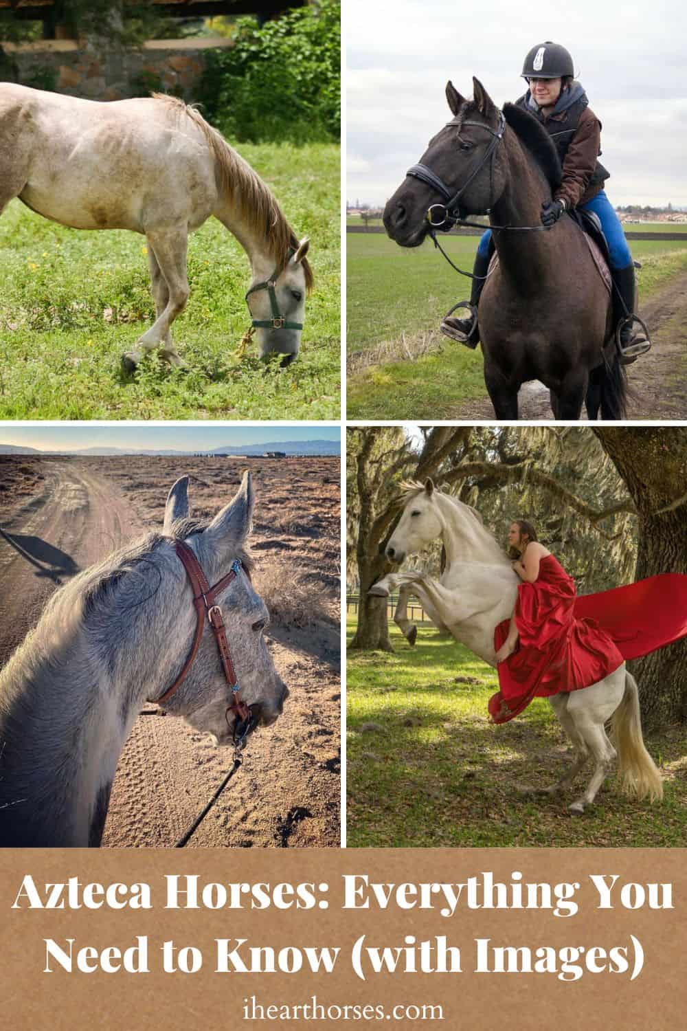 Azteca Horses: Everything You Need to Know (with Images)