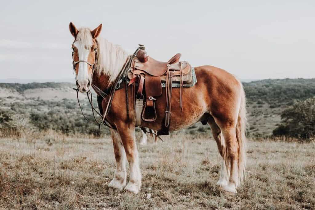 21 Magnificent Chestnut Horses (Unique Colors)