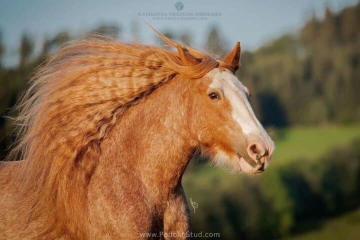 21 Magnificent Chestnut Horses (Unique Colors)