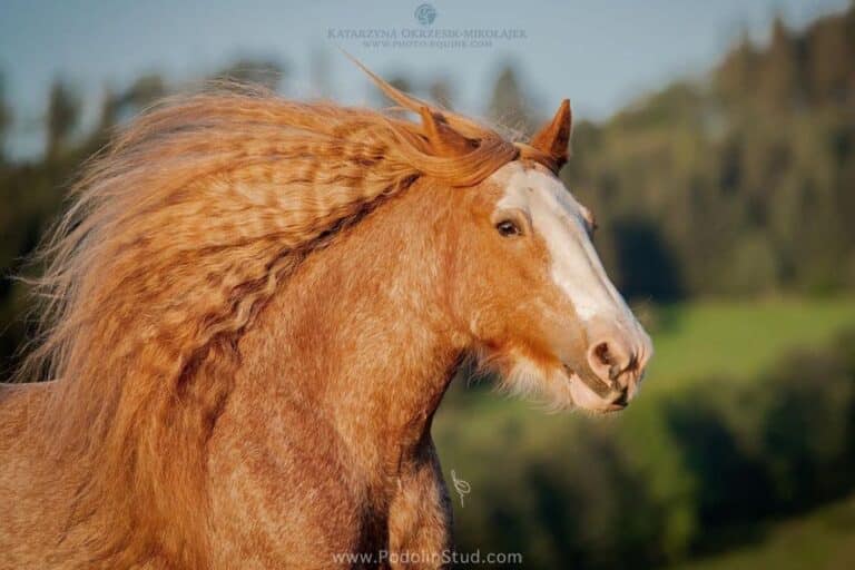 21 Magnificent Chestnut Horses (Unique Colors)
