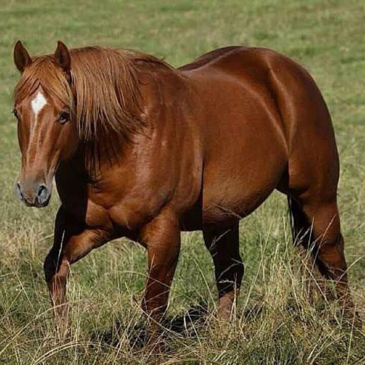 21 Magnificent Chestnut Horses (Unique Colors)