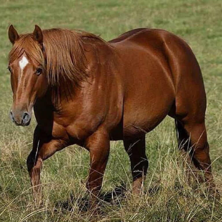 21 Magnificent Chestnut Horses (Unique Colors)