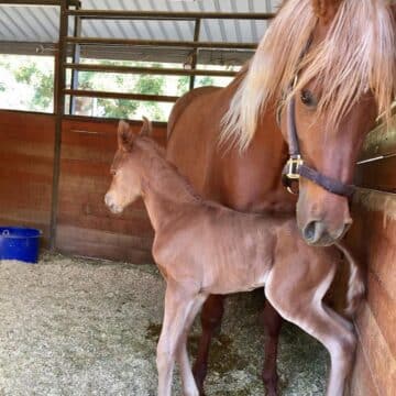 21 Magnificent Chestnut Horses (Unique Colors)