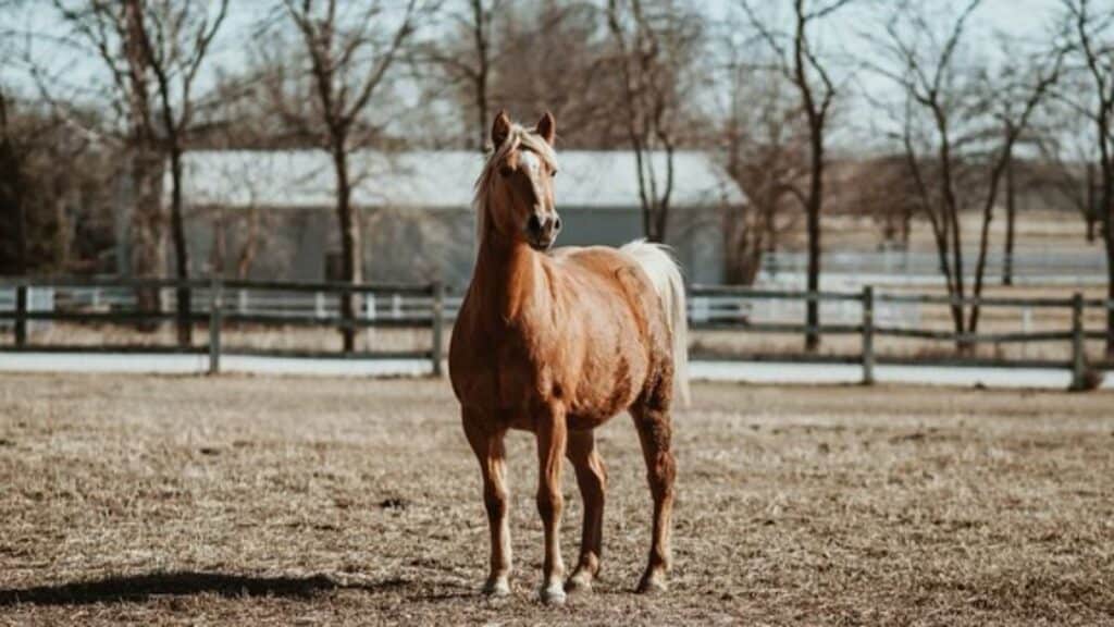 21 Magnificent Chestnut Horses (Unique Colors)