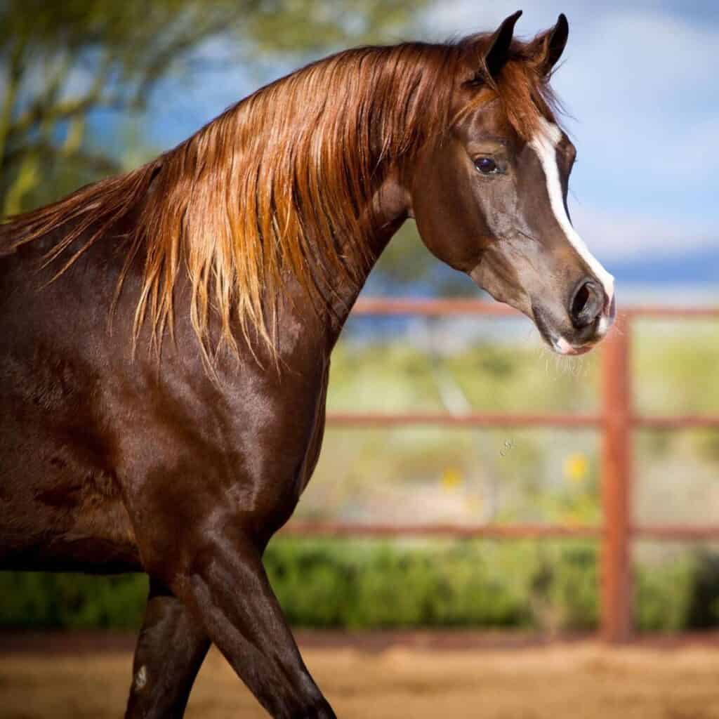 21 Magnificent Chestnut Horses (Unique Colors)