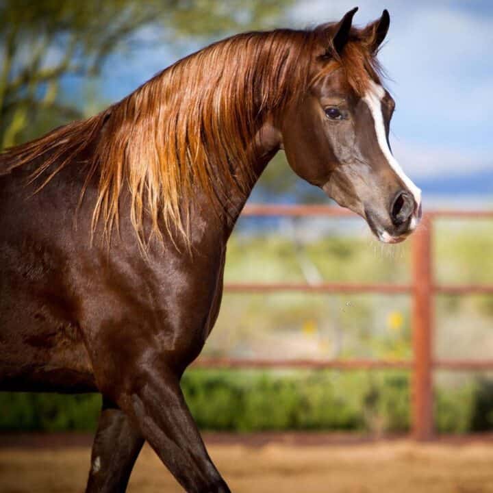 21 Magnificent Chestnut Horses (Unique Colors)