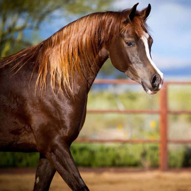 21 Magnificent Chestnut Horses (Unique Colors)
