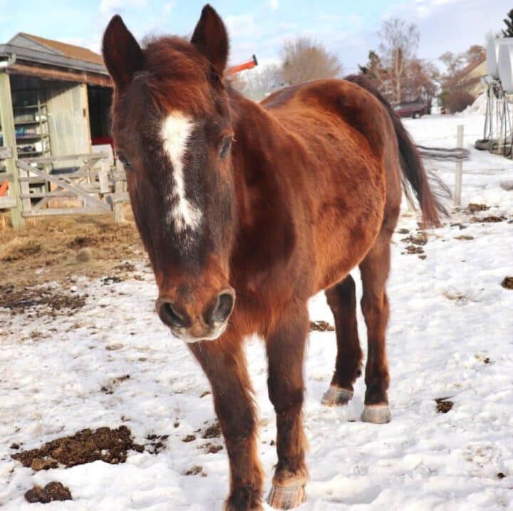 21 Magnificent Chestnut Horses (Unique Colors)