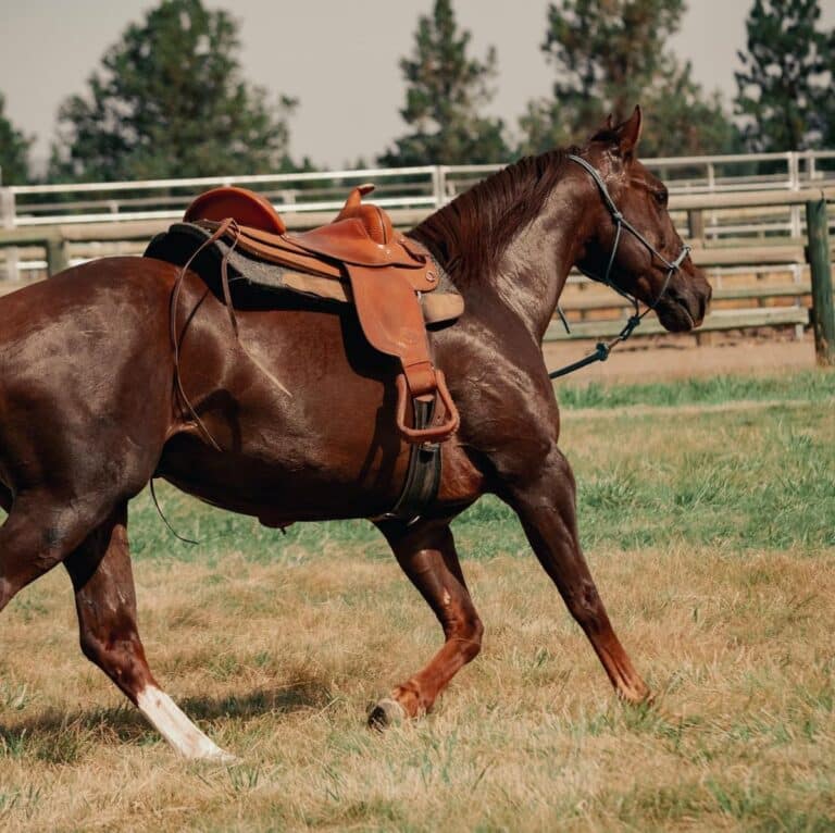 21 Magnificent Chestnut Horses (Unique Colors)