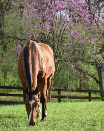 21 Magnificent Chestnut Horses (Unique Colors)