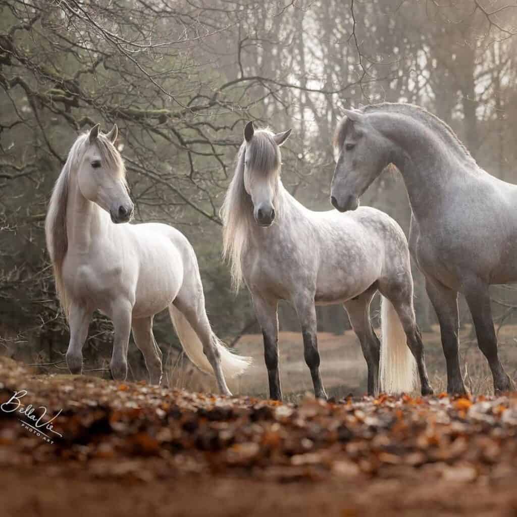 17 Photos of Marvelous Gray Horses (Rose & Steel Colors)