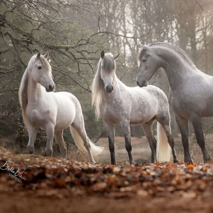 17 Photos of Marvelous Gray Horses (Rose & Steel Colors)