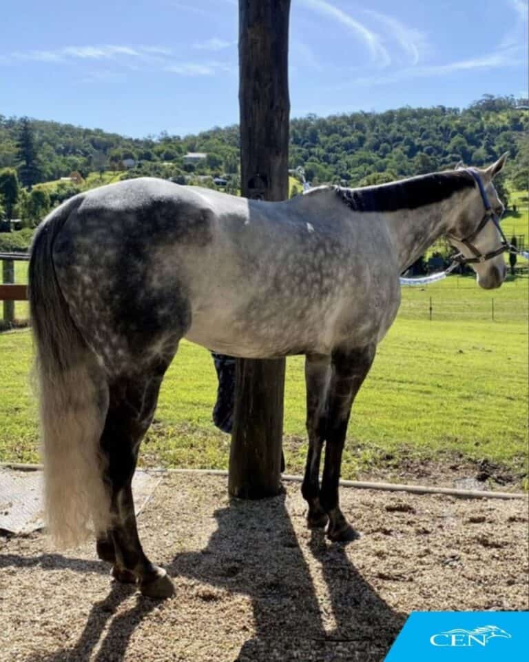 17 Photos of Marvelous Gray Horses (Rose & Steel Colors)