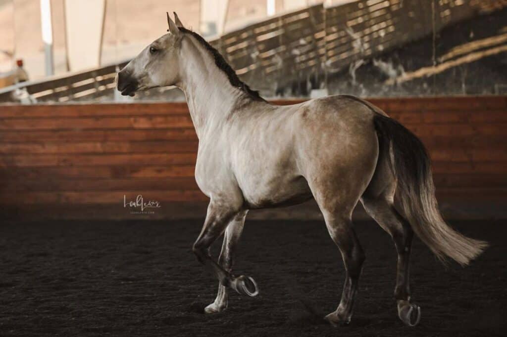 17 Photos of Marvelous Gray Horses (Rose & Steel Colors)