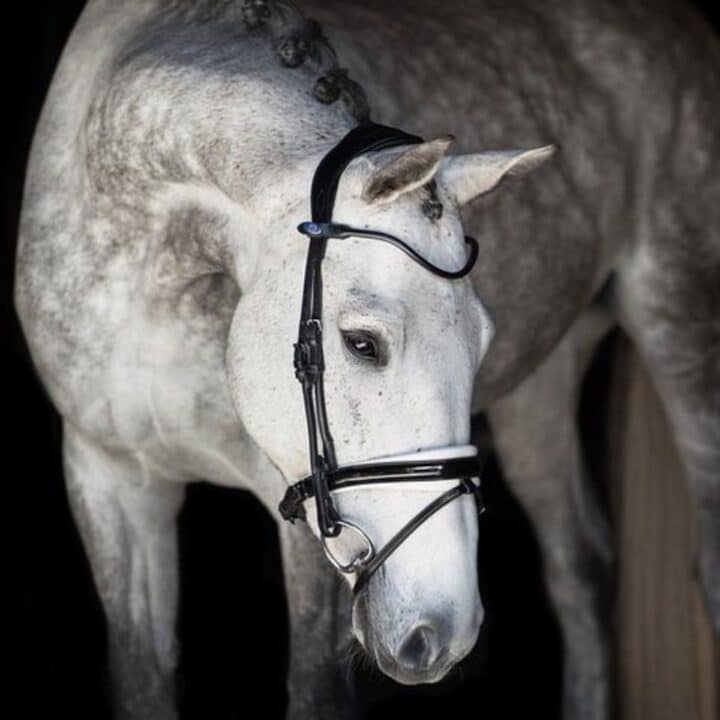 17 Photos of Marvelous Gray Horses (Rose & Steel Colors)