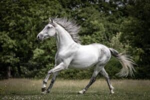 17 Photos of Marvelous Gray Horses (Rose & Steel Colors)