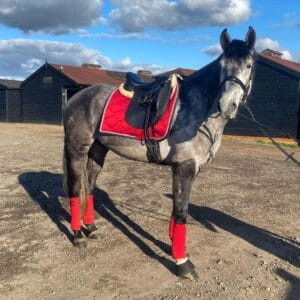 17 Photos of Marvelous Gray Horses (Rose & Steel Colors)