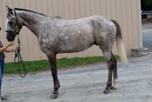 17 Photos of Marvelous Gray Horses (Rose & Steel Colors)