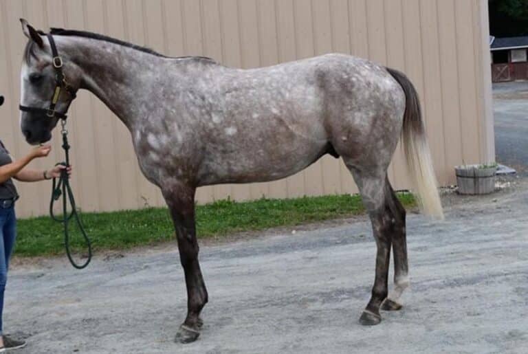 17 Photos of Marvelous Gray Horses (Rose & Steel Colors)
