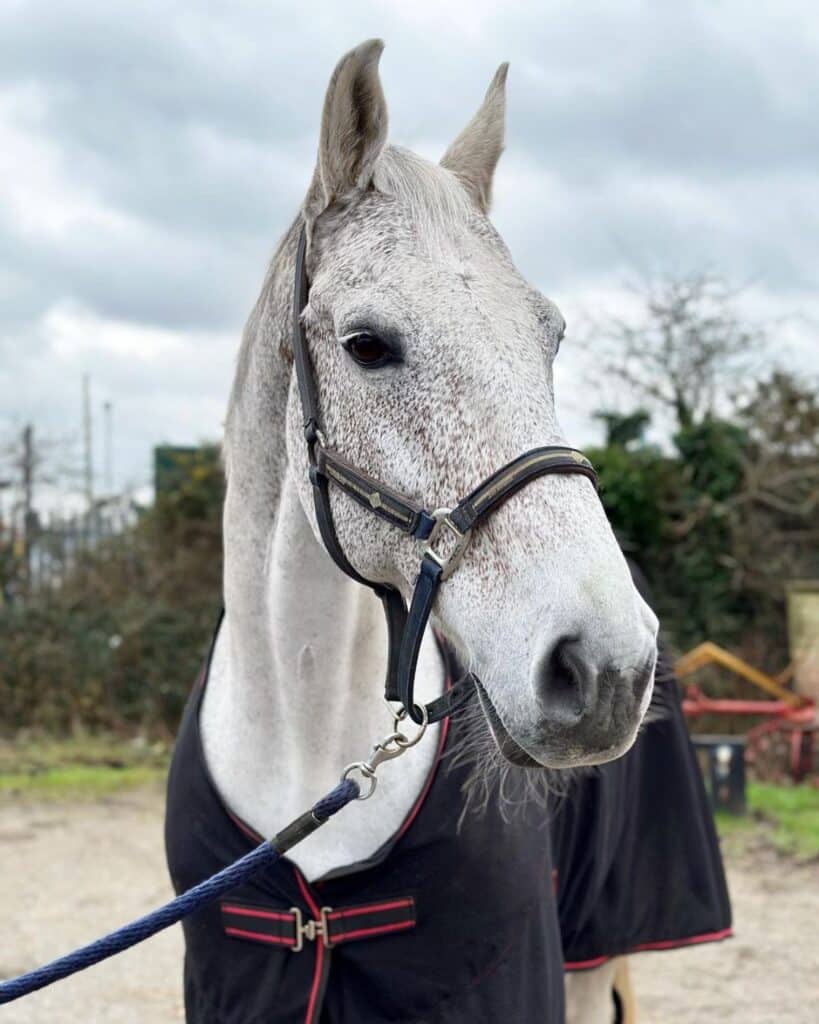 17 Photos of Marvelous Gray Horses (Rose & Steel Colors)
