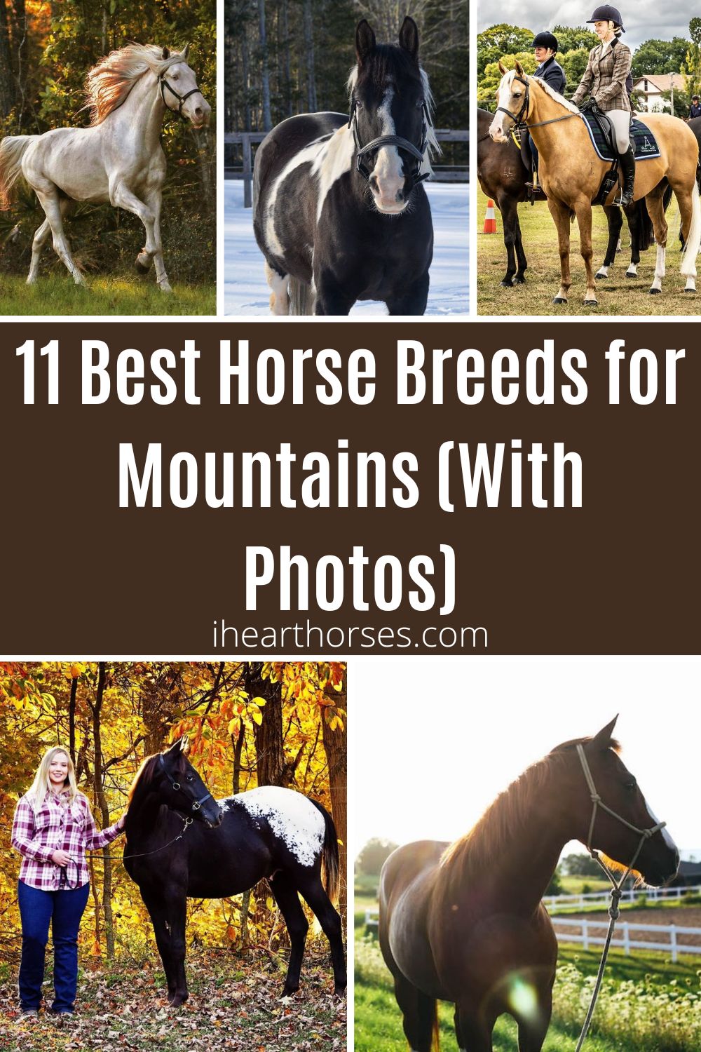 11 Best Horse Breeds for Mountains (With Photos)
