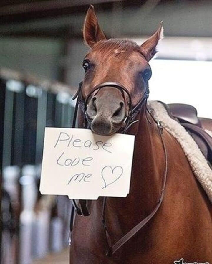 17 Romantic Ideas for Engagement for Horse Lovers