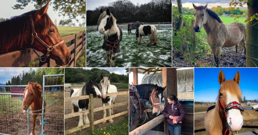 17 Beautiful Horse Farm Ideas You'll Love (With Photos)